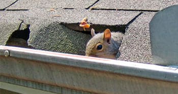 You Will Be Surprised How Affordable This Gutter Protection Is!